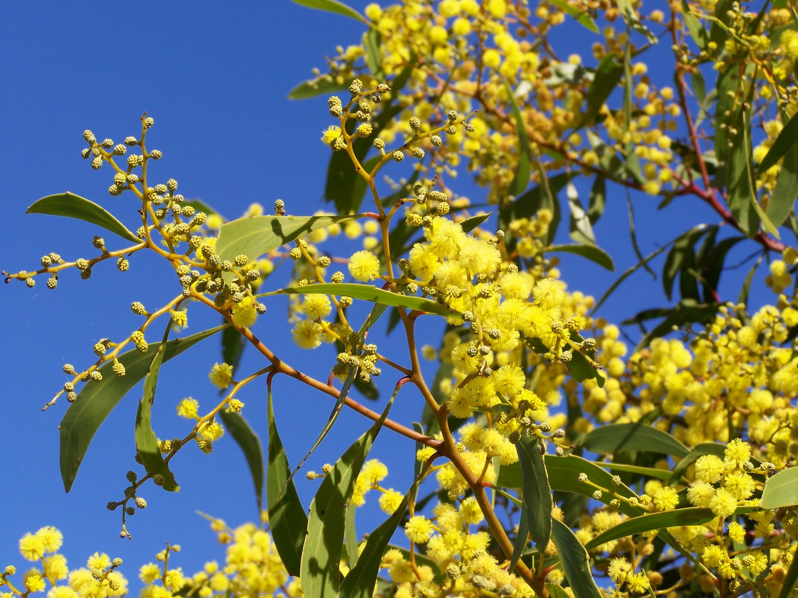 Red's Australia!: May 2012