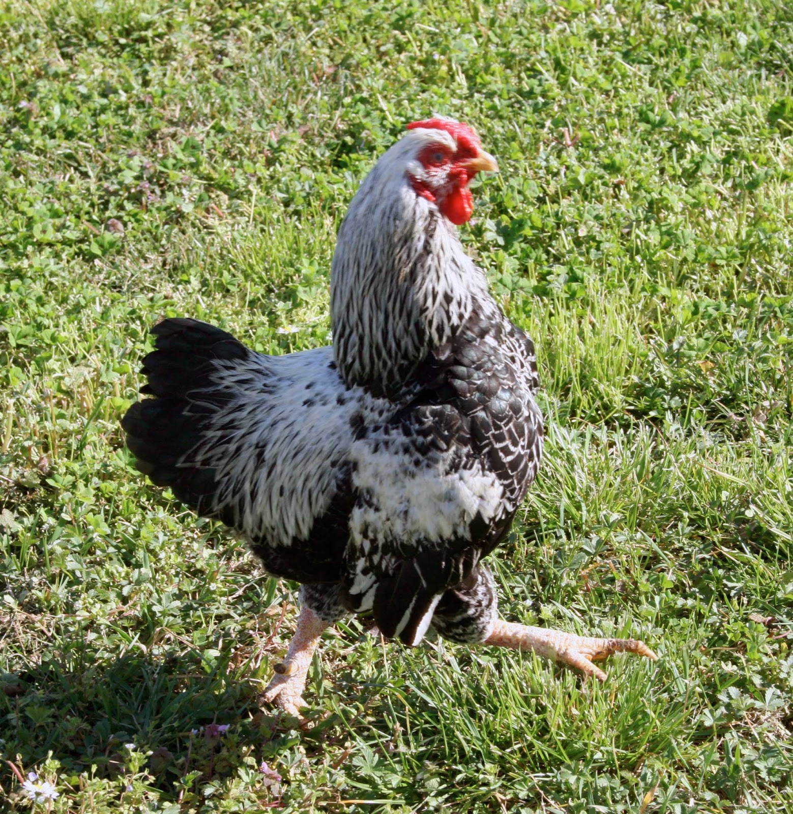 AVIARI CAN BOSCH DE SANT GREGORI: Gallinas Enanas