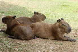 ANIMALES SILVESTRES: CHIGUIROS