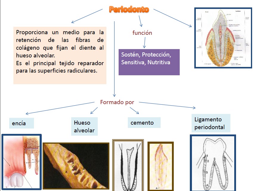 Anatomía Dental: mapas conceptuales de Yazbeth Godinez
