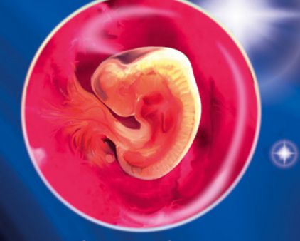 Embriolife: Terceira semana do desenvolvimento embrionário