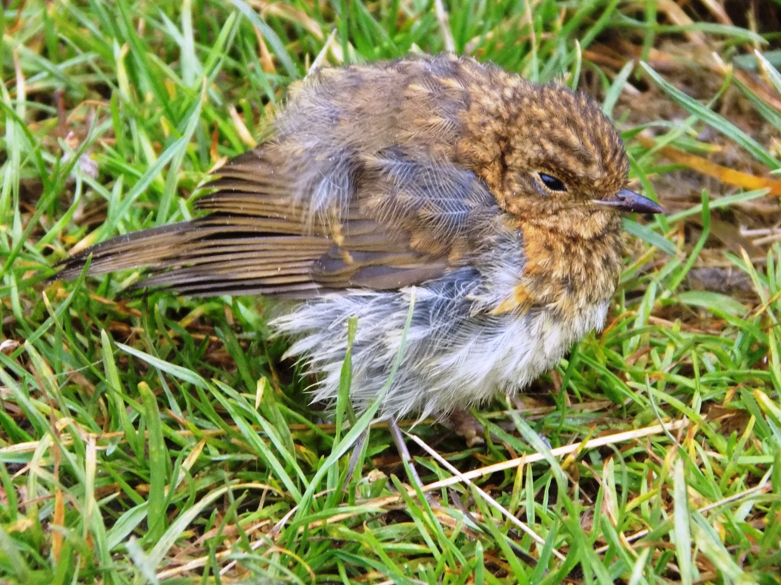 Ringwood Wildlife Diary: Walter's Return