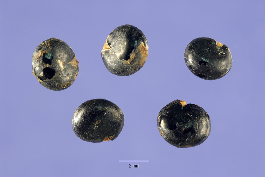 Fruit Seeds of Southern Michigan: Phytolacca americana - American Pokeweed