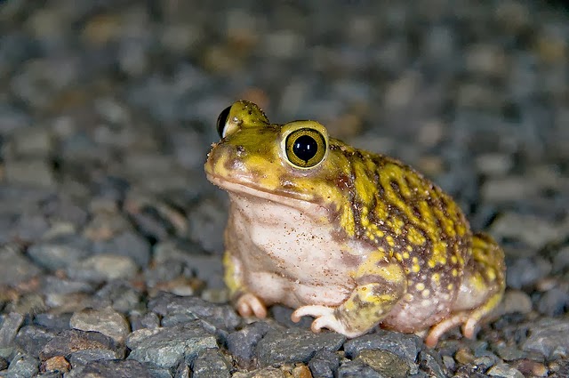 Animals of the world: Couch's Spadefoot Toad