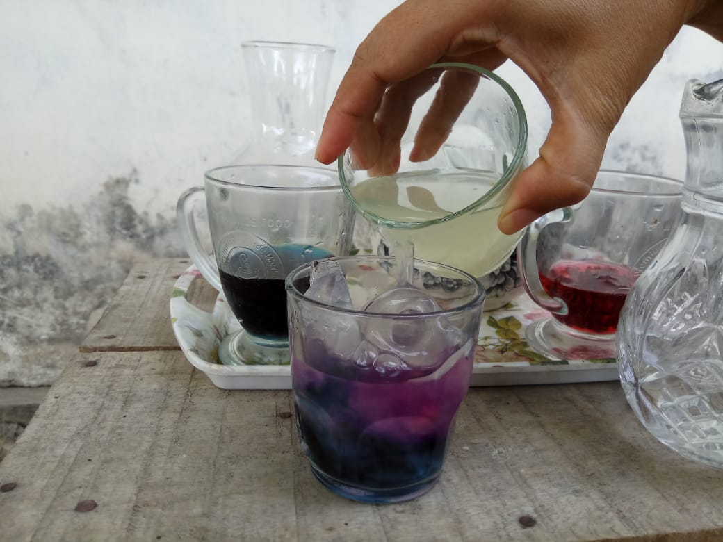 Bunga Telang Di Jogja: Cara Pembuatan Teh Biru Bunga Telang Deep Purple