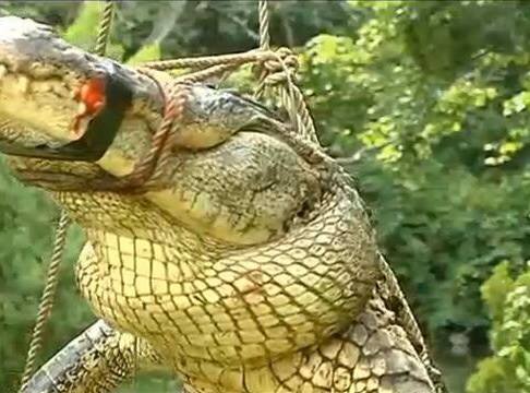 North Carolina Police Execute Alligator, then Hang it by Ropes, Showing ...