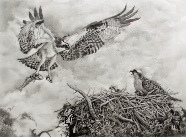 Art Journal of Richard Devine: Work In Progress: Osprey: Lover’s Key ...