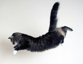 EL MOVIMIENTO DEL GATO