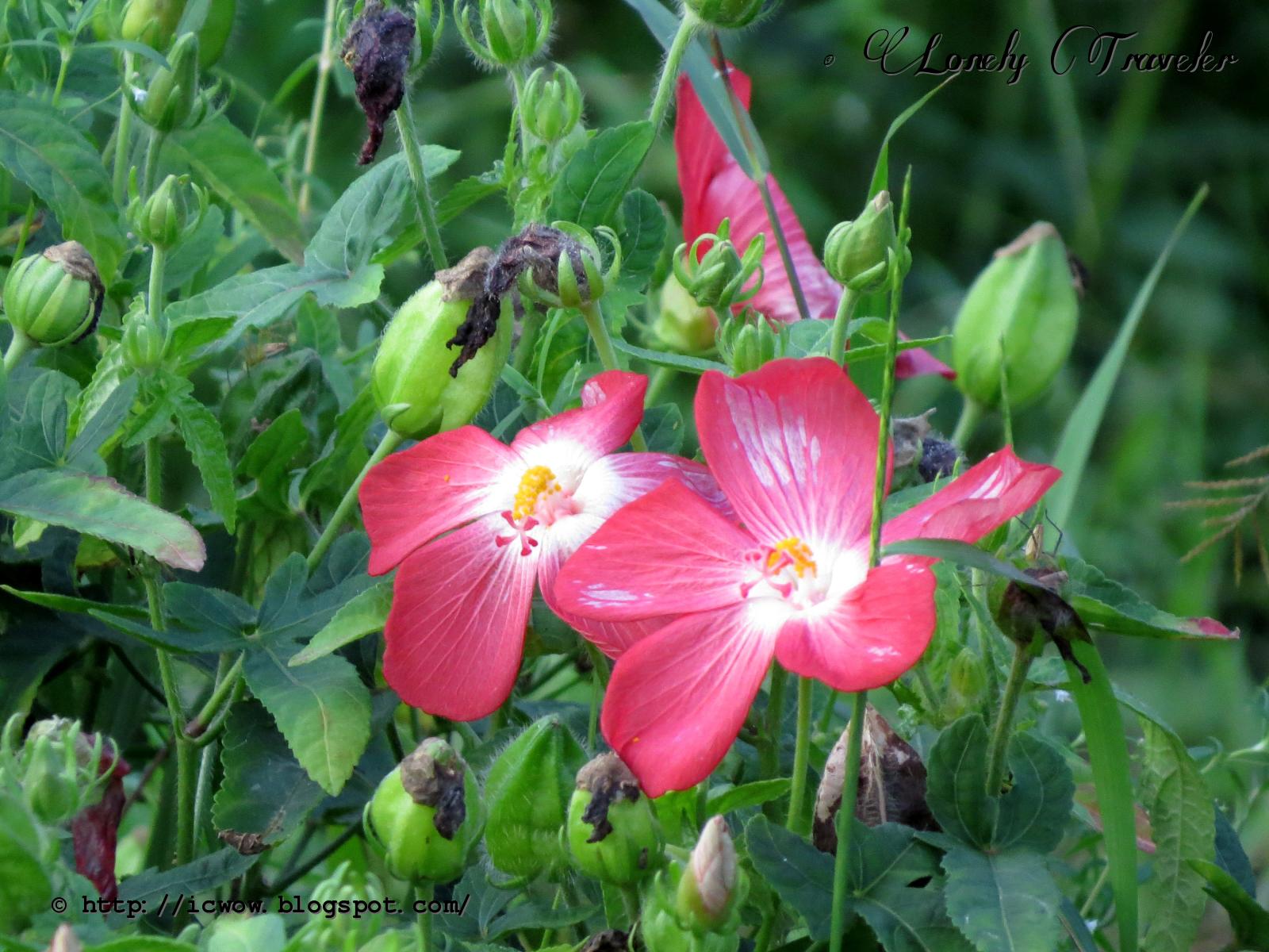 Pink Swamp Mallow - Abelmoschus sagittifolius