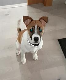 Nuestro perro Cooper