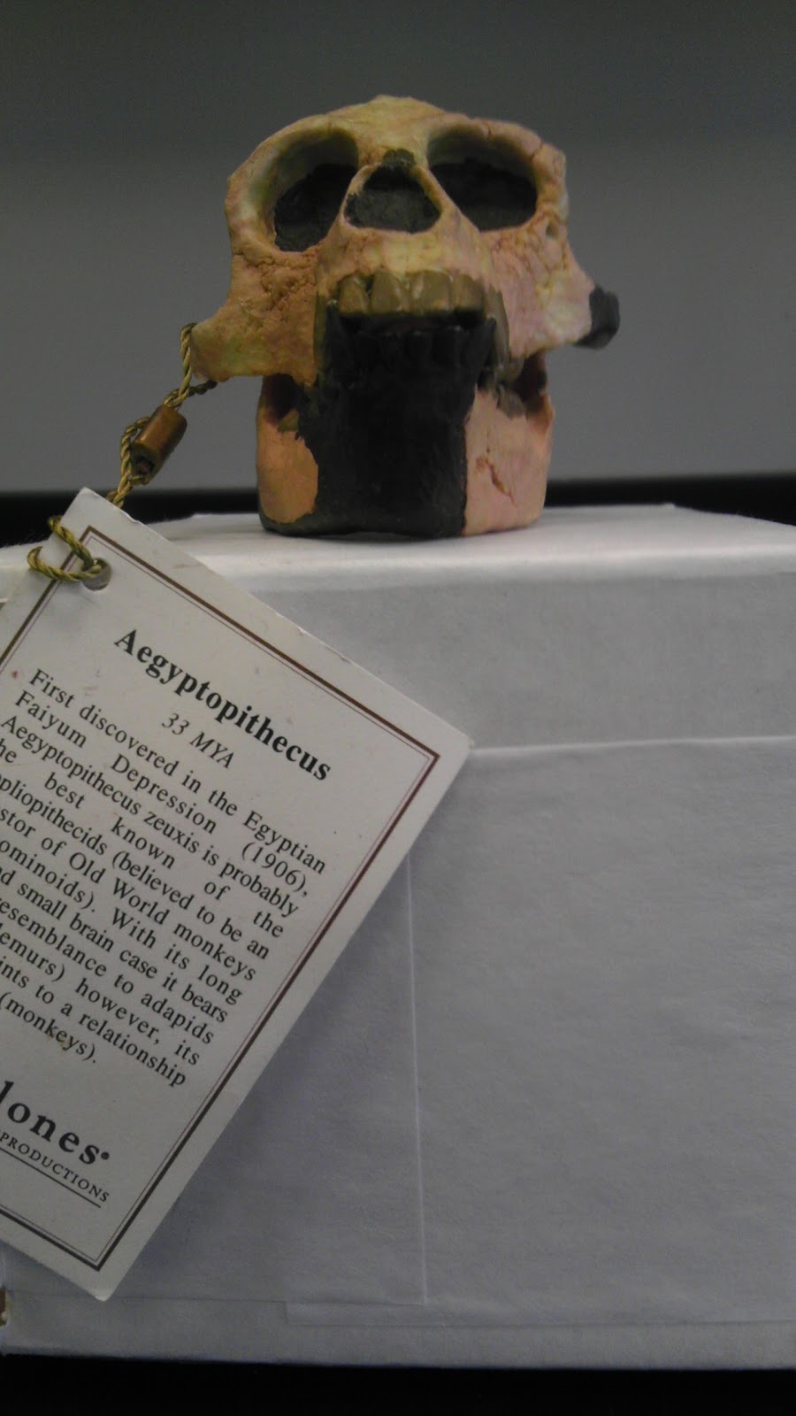 PHYSICAL ANTHROPOLOGY 101: July 2012