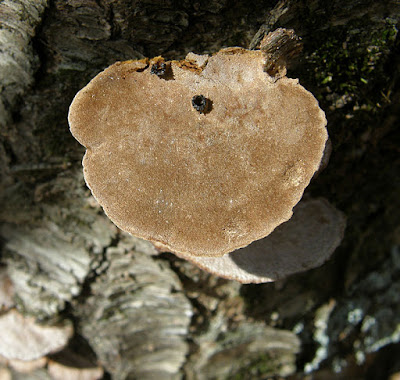 Anybody Seen My Focus?: Fuscoporia gilva (Mustard Yellow Polypore)