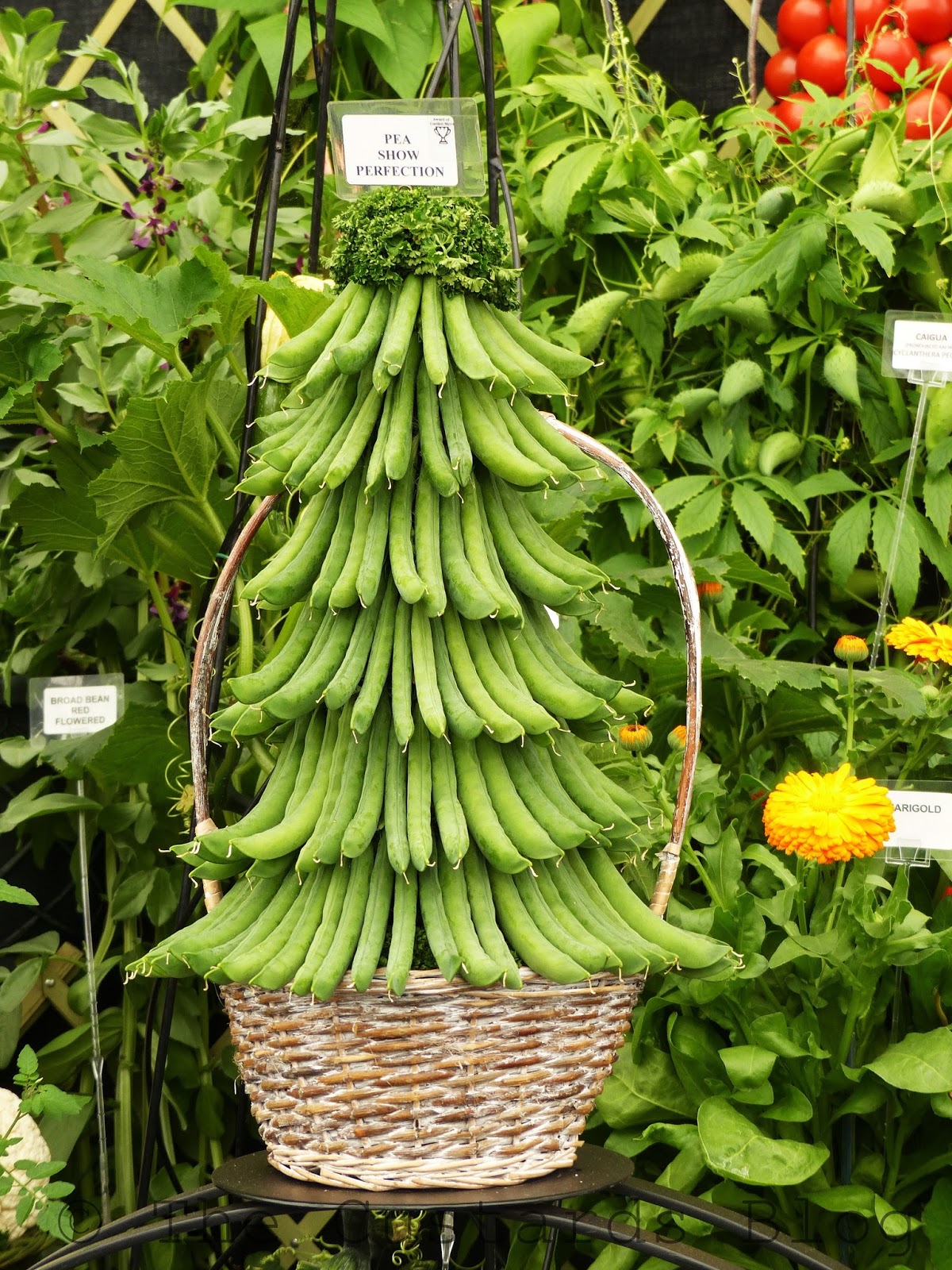 The Custards: 2015 Retrospective. 'Make your own Spindly Christmas Tree ...