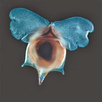 Mariposa de mar (Thecosomata)