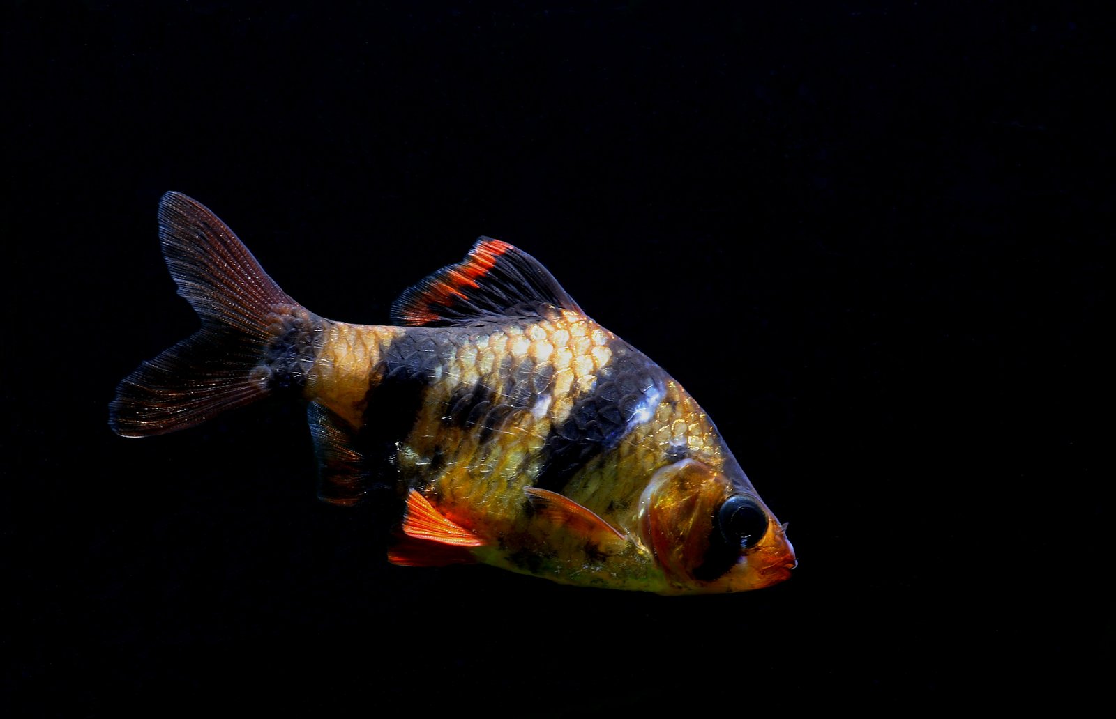 Tetra Fish | FishandAqua