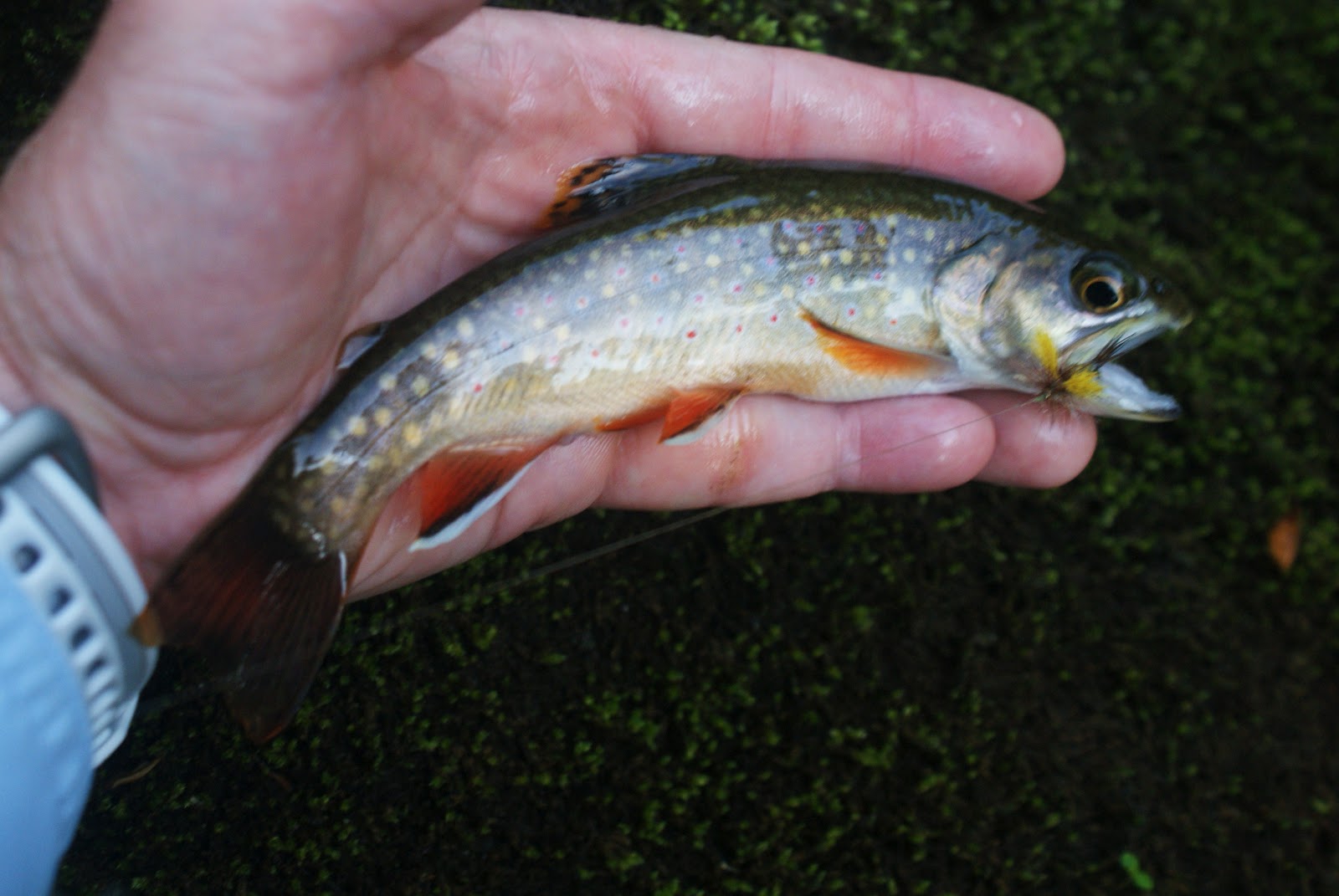 The Search for Native Salmonids: Brookiebum 2012 - Shenandoah National Park