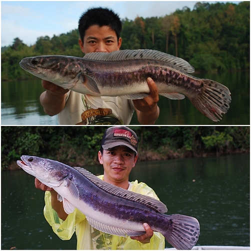 ANGLING WORLD 魔魚釣界: Toman Fishing in Malaysia