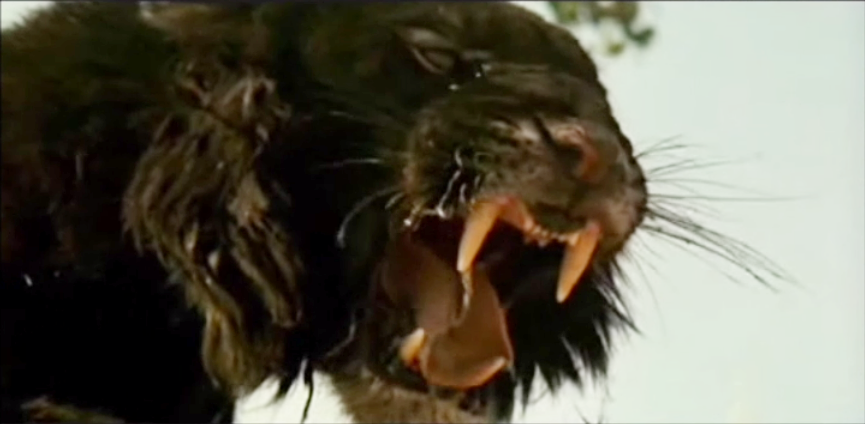 Um Pouco sobre Tudo: Tigre Negro