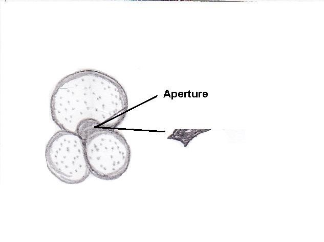 Foraminifera Planktonik | Aka