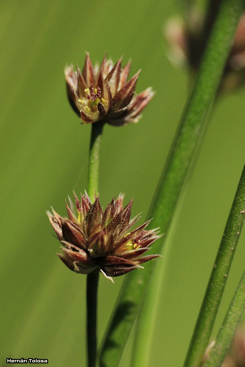 Flora Bonaerense: Junquillo (Juncus pallescens)