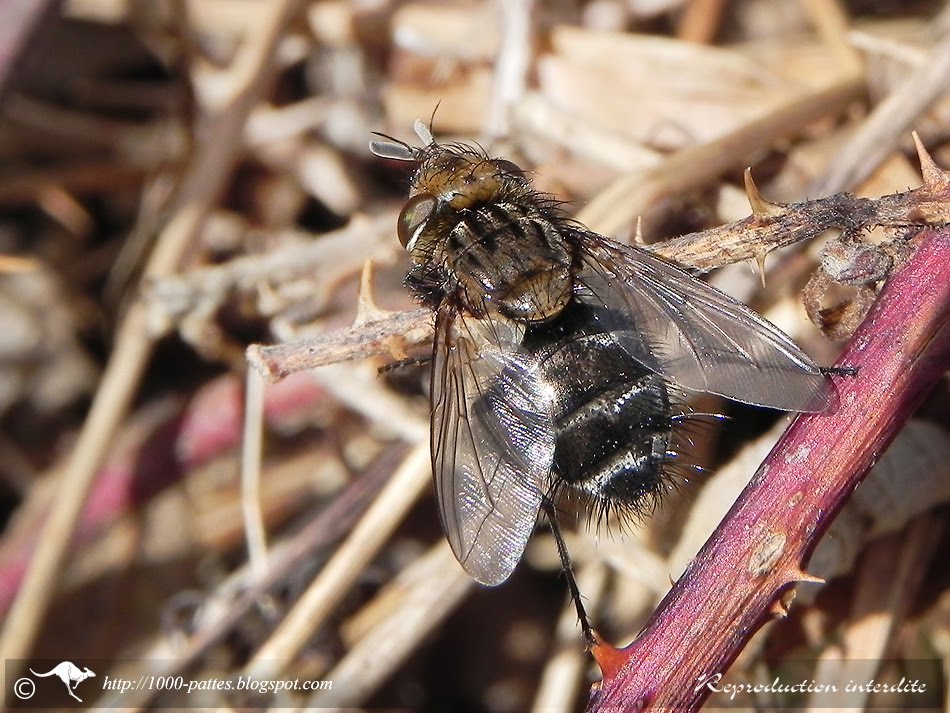 WILDLIFE GATEWAY: Gonia capitata VS Gonia picea