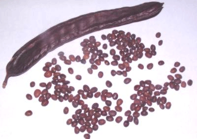nature remedies: MEDICINAL USES OF LOCUST BEANS
