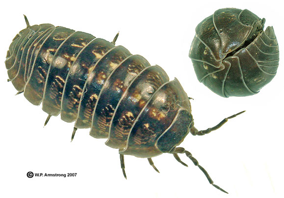 The Pondering Gulch: Frontyard Sense/Backyard Science III