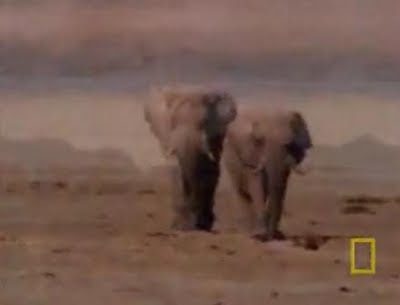 My That's English!: Talking elephant