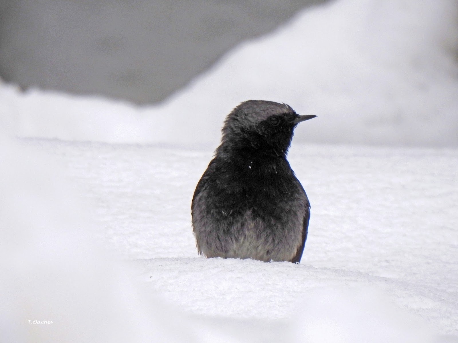 PASARI DIN ROMANIA: CODROS DE MUNTE (1), Phoenicurus ochruros