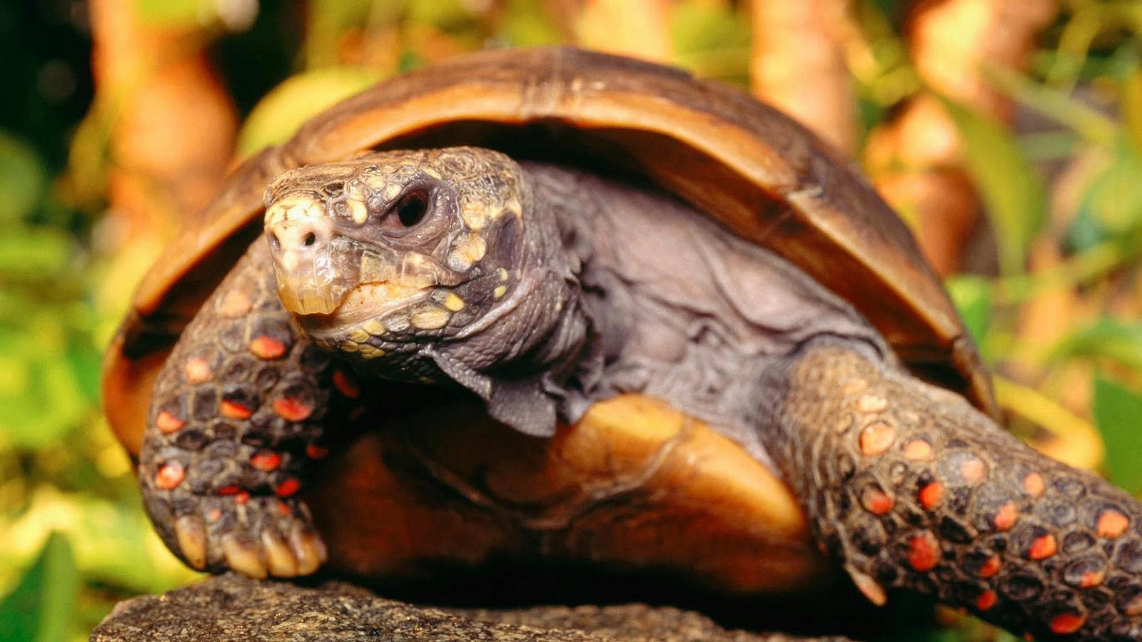 Schildpad Wallpapers