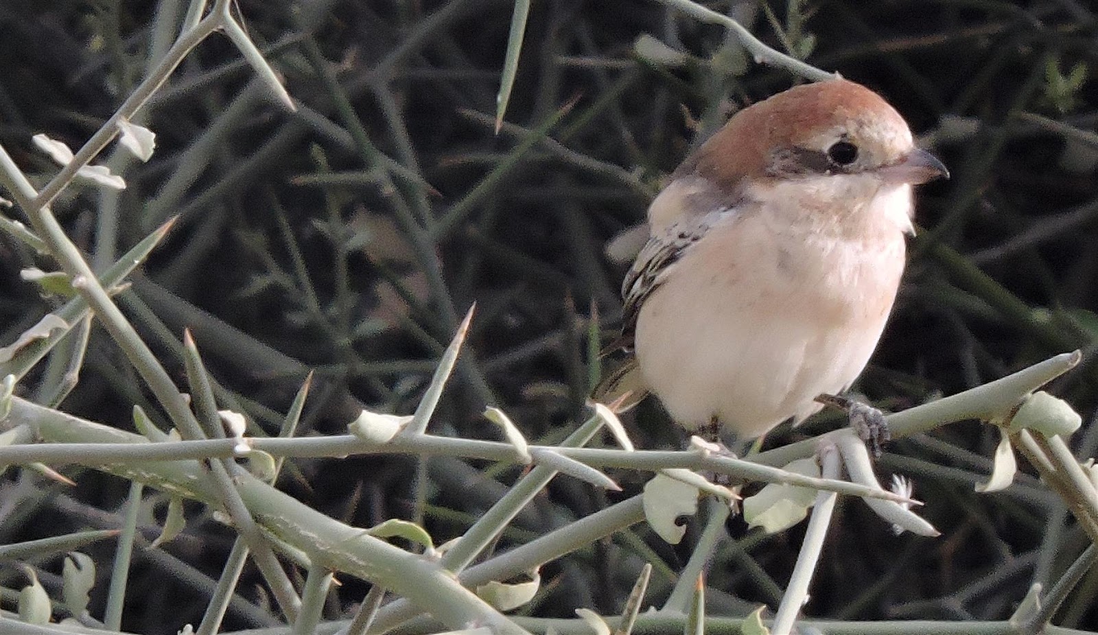 Birding for a Lark: Lake Ganky