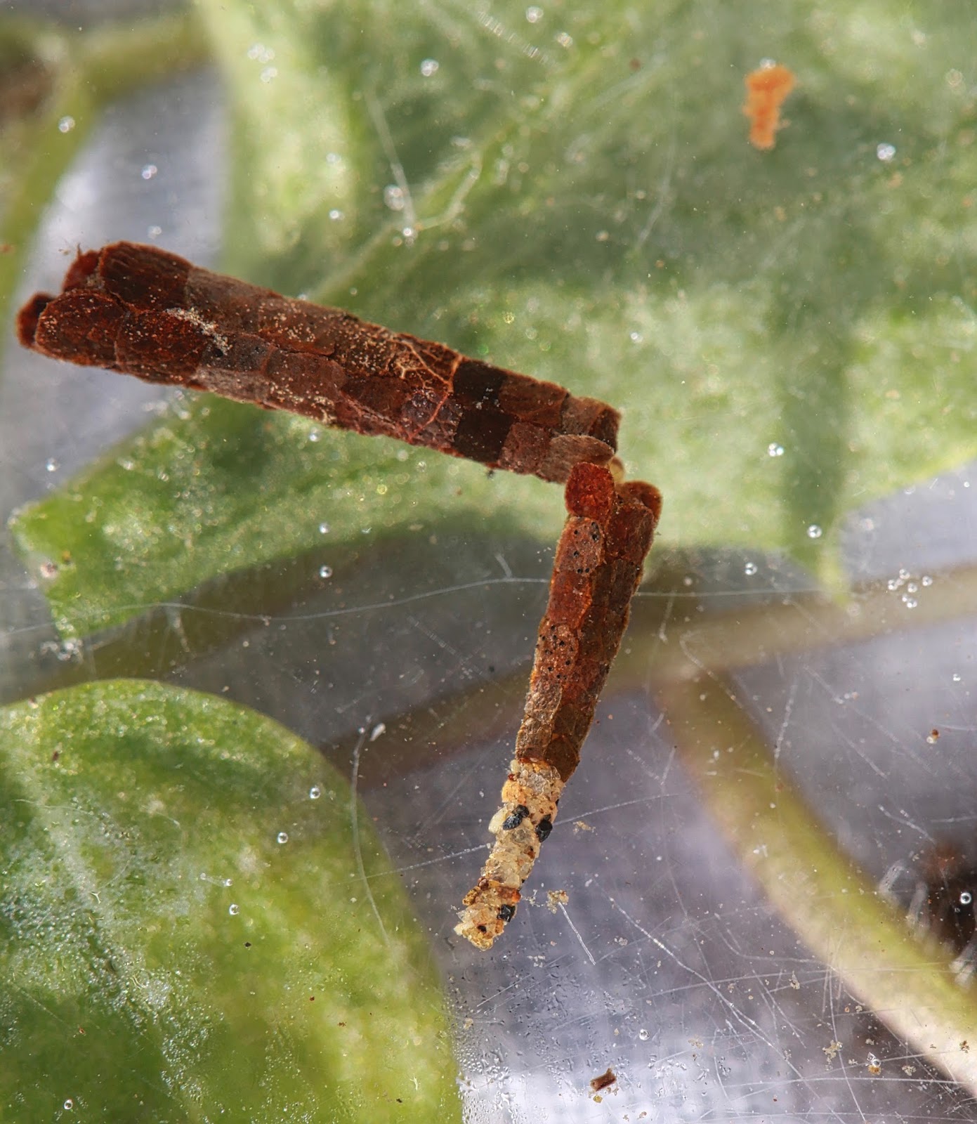 Aquatic Insects of Central Virginia: The "Appalachian Springfly ...