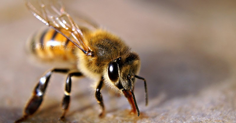 Where's My Glow? : The B&B Bee