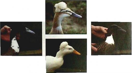 Breed Savers: Dutch Hook Bills - Preserving History