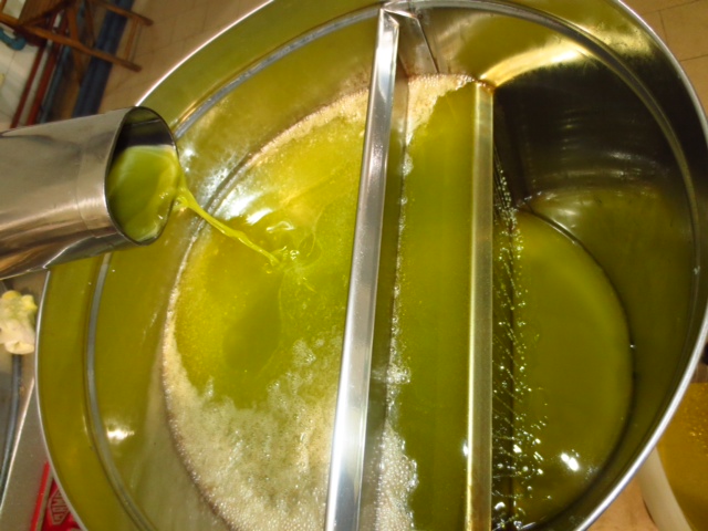 Filatore: How to Make Olive Oil In 8 Easy Steps