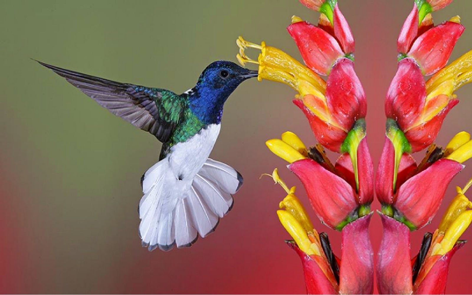 Abundancia, Amor y Plenitud : EL COLIBRI