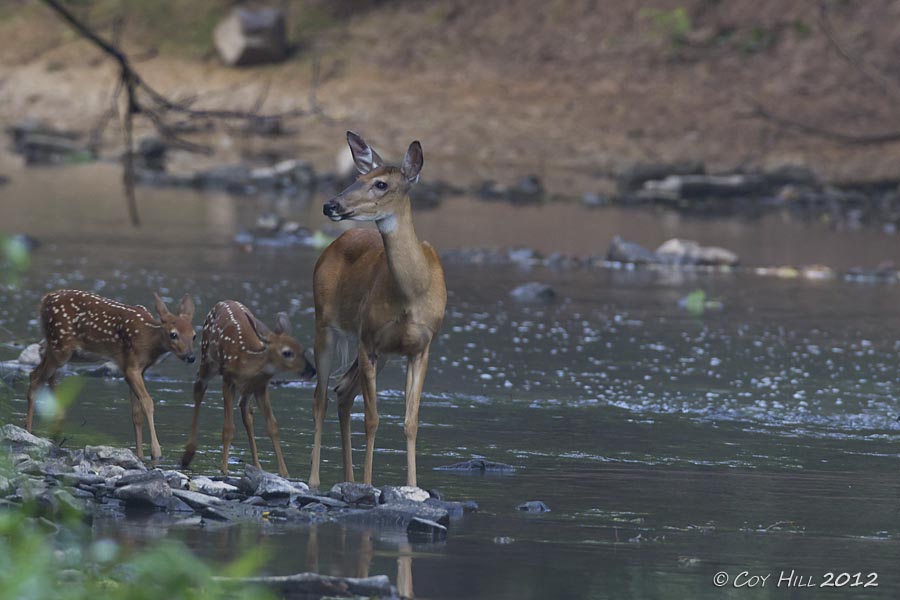 Country Captures: Whitetails and Water