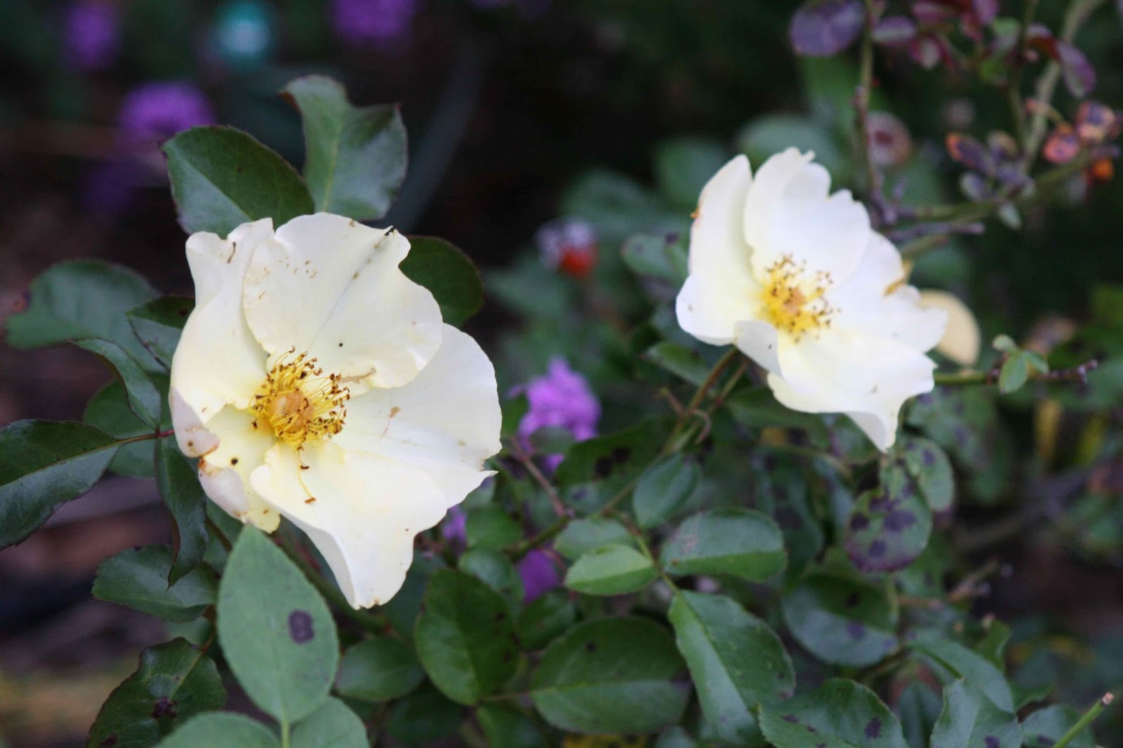 Roses and Other Gardening Joys: Lemon Fizz