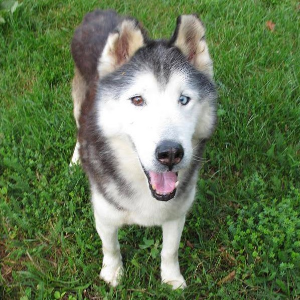 ADOTTA UN CANE ANZIANO: [ADOTTATO] LORD, siberian husky anziano ancora ...