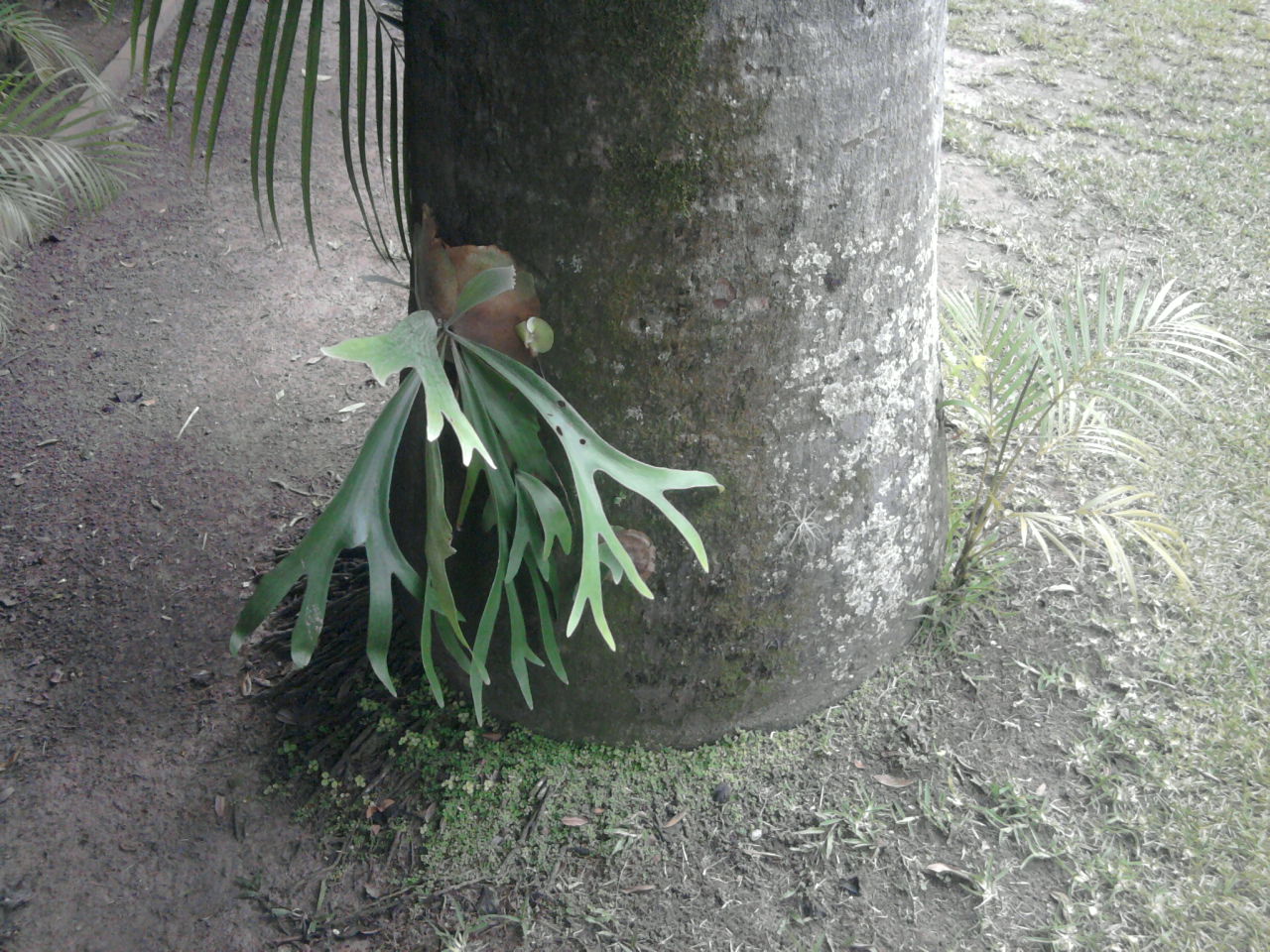 JFRHOUSE: CACHO DE VENADO