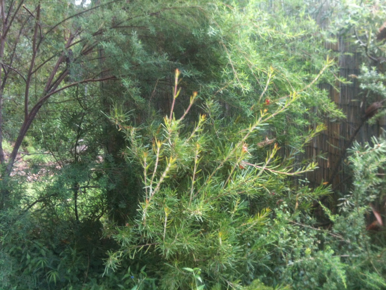 Try growing: mountain devil (Lambertia formosa) | Growing Illawarra Natives