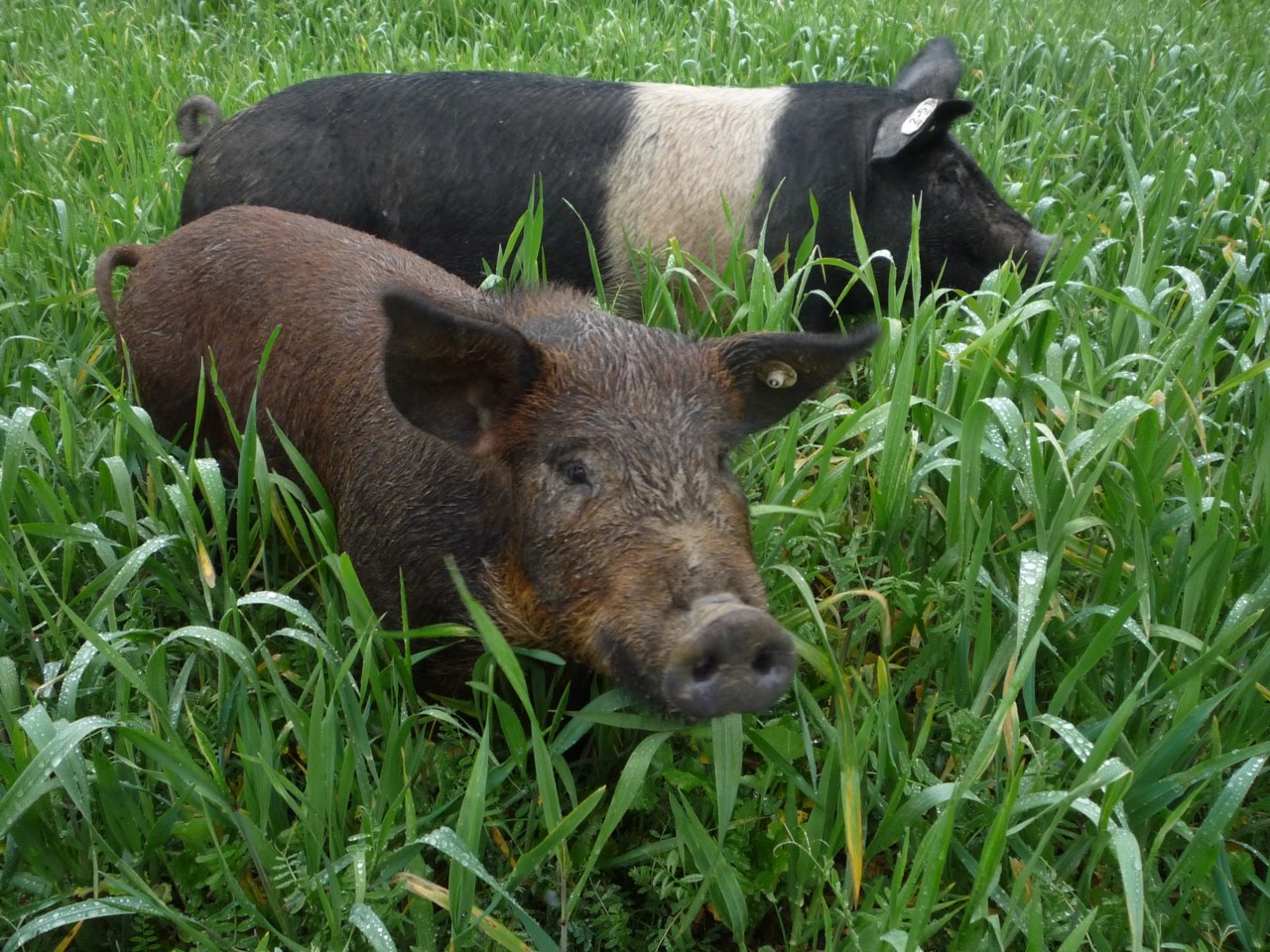 Riverdog Farm Hog Blog: Pigs in Spring Pasture