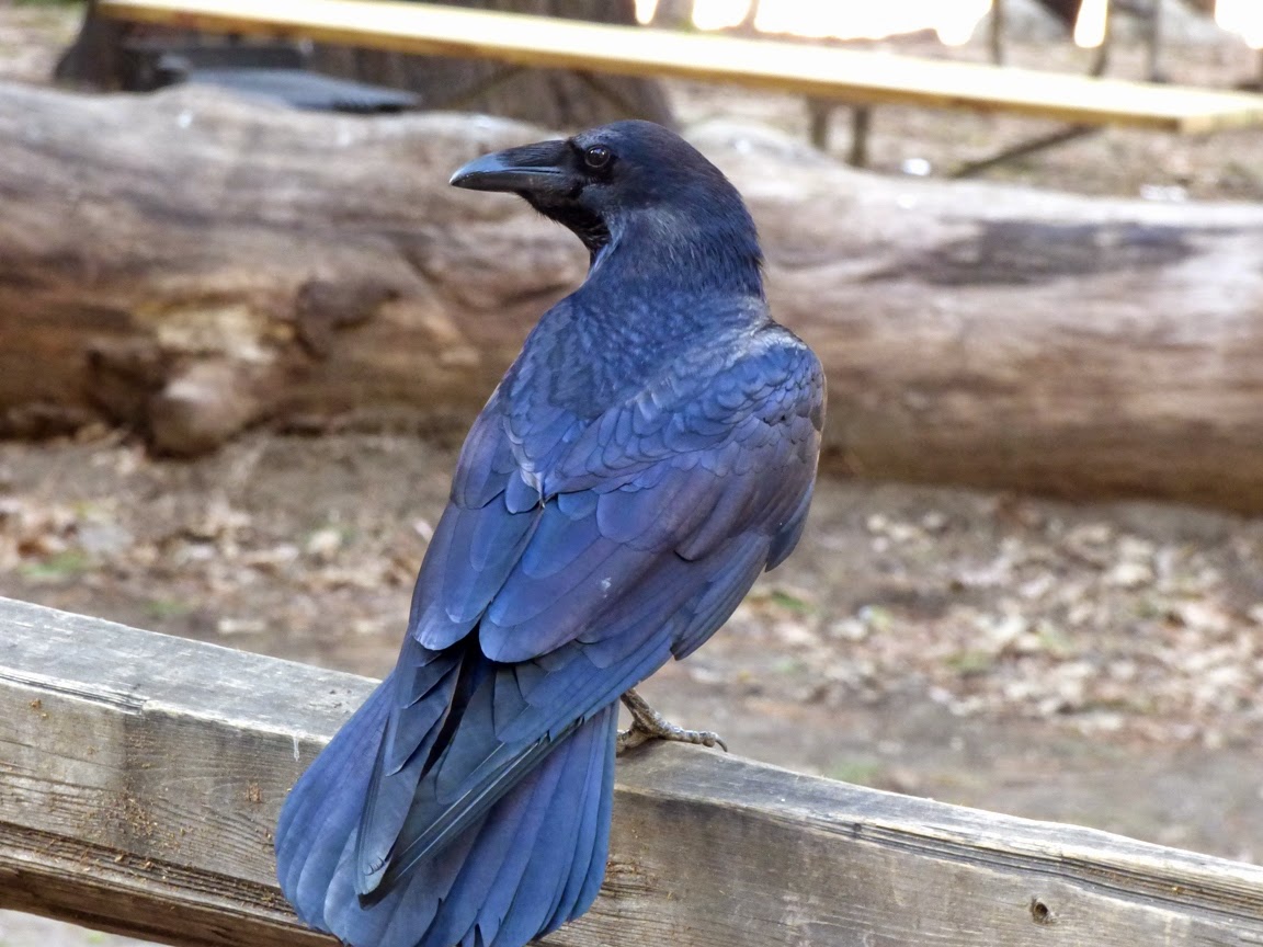 Geotripper's California Birds: Birds of the Day: Ravens at the Swinging ...