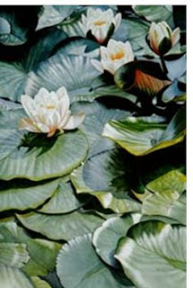 Rita Vaselli watercolors: dicembre 2011