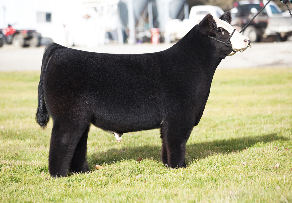 RCC Blog: Rodgers Bulls