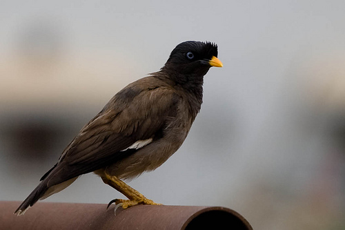 Mainá ~ Animal News