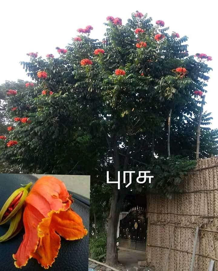 My Health My Wealth: Siddha Plants Narimirati, Appakovai, Vidather ...