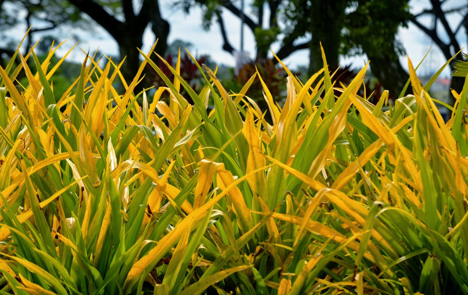 Laman Kambatik Plants list (4th ed.): Golden crinum - Crinum xanthophyllum