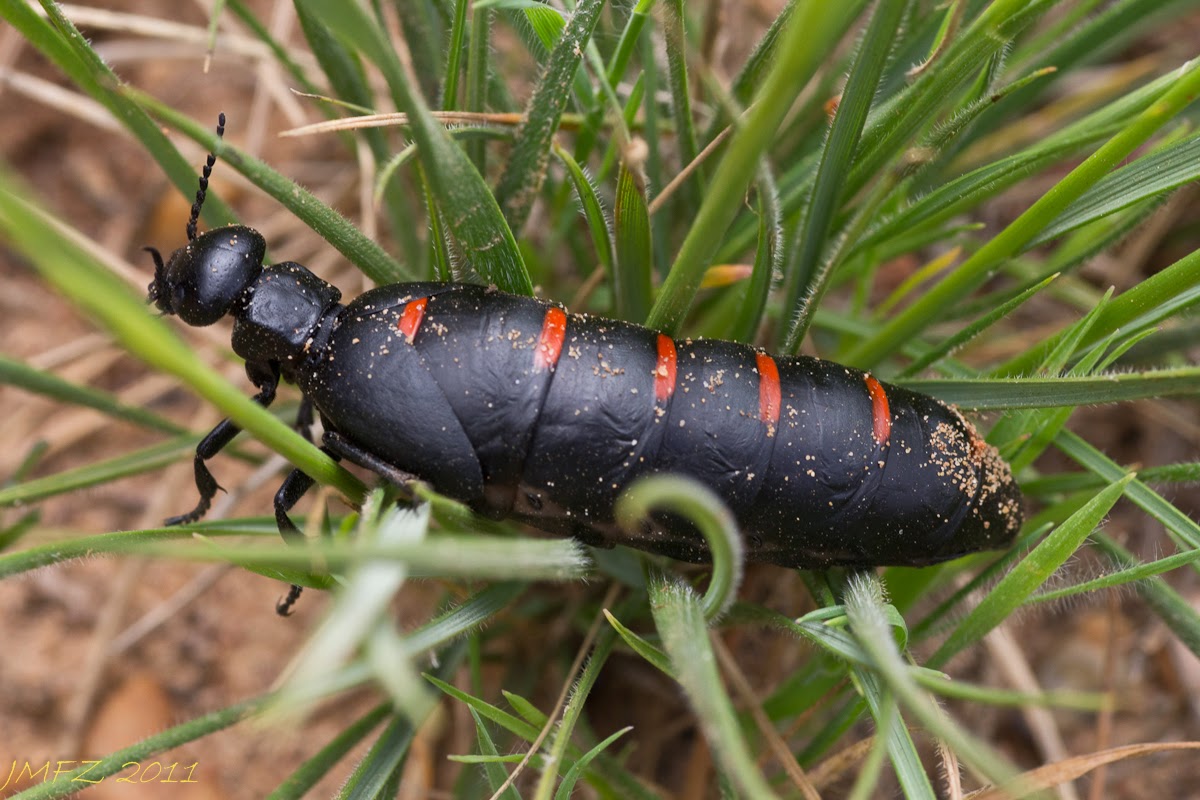 CUADERNO DE UN NATURALISTA: Entre aceiteras y carralejas anda el juego
