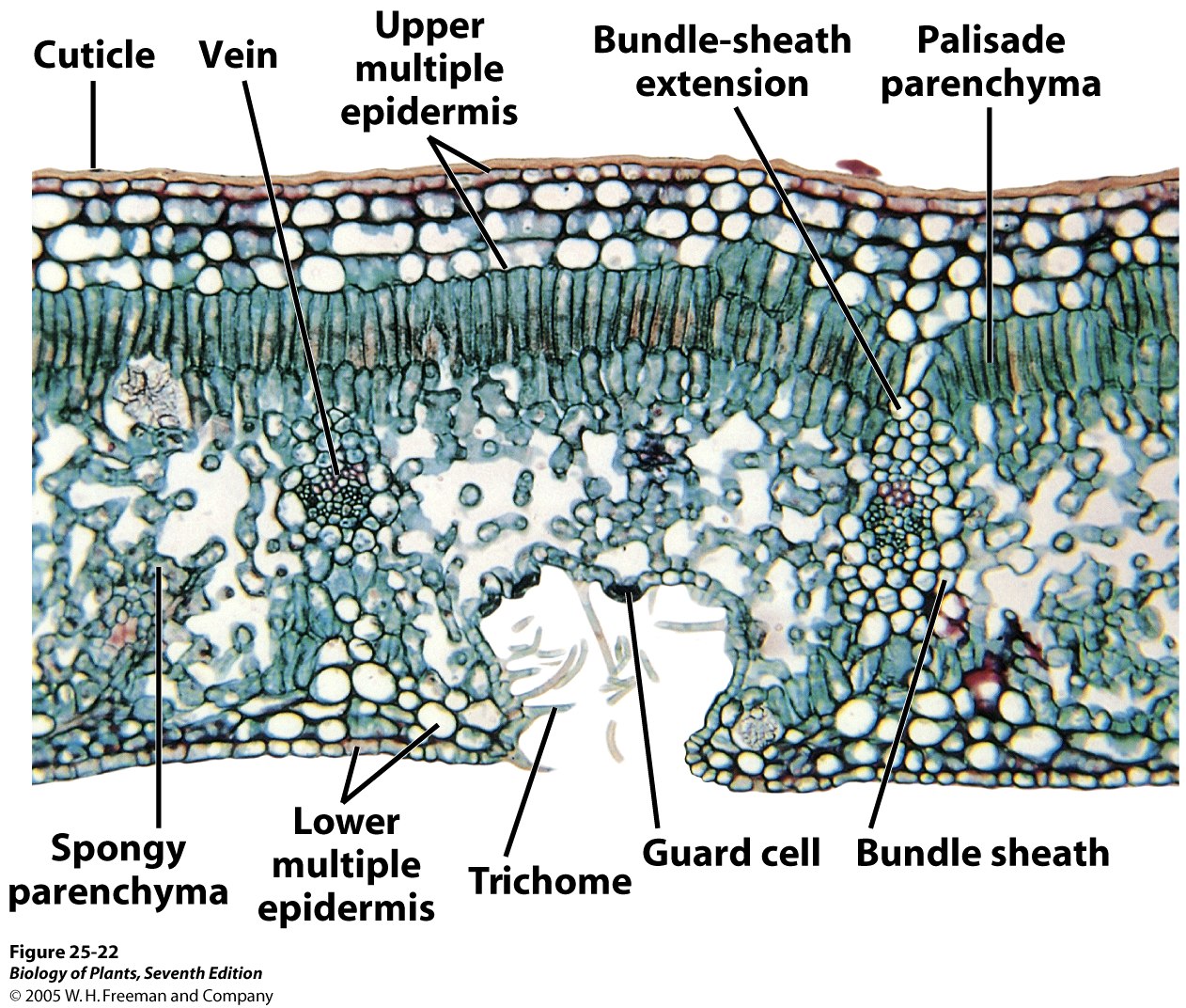 Biology Eleven: October 2016